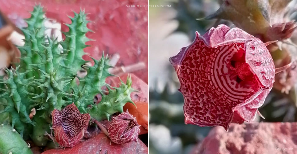 Huernia whitesloaneana - World of Succulents