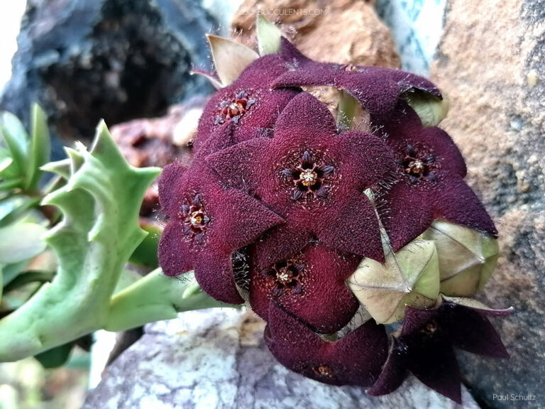 Orbea melanantha - World of Succulents