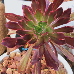 Aeonium 'Inferno' - World of Succulents