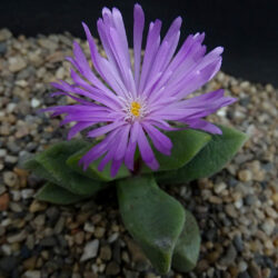 Cerochlamys pachyphylla - World of Succulents