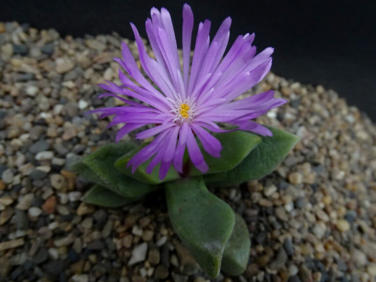 Cerochlamys pachyphylla - World of Succulents