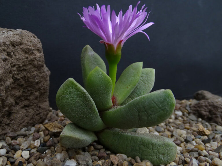 Cerochlamys pachyphylla - World of Succulents