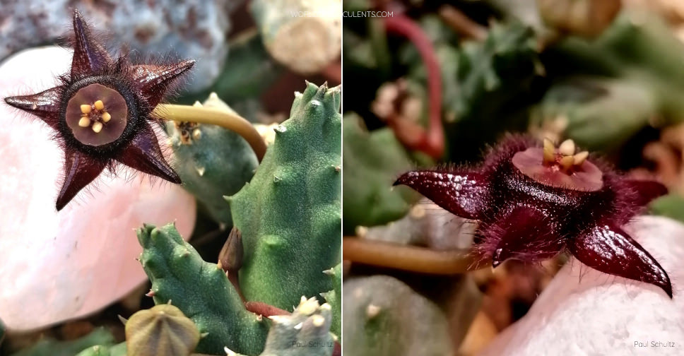 Duvalia elegans (Elegant Duvalia) - World of Succulents