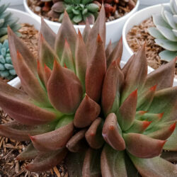 Echeveria 'Psyche' - World of Succulents