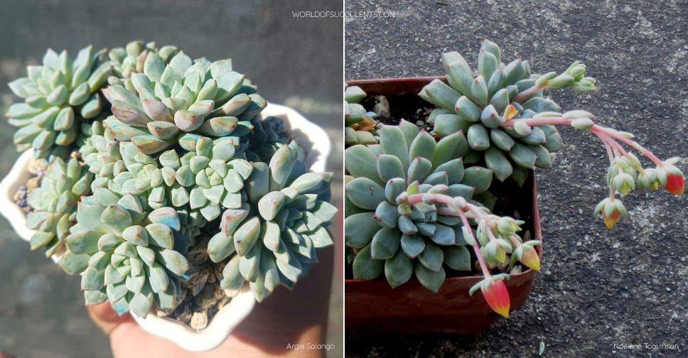 Echeveria subcorymbosa 'Lau 30' - World of Succulents