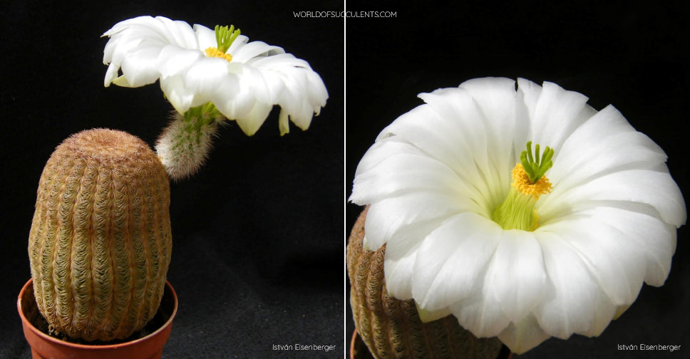 Echinocereus rigidissimus subsp. rubispinus 'Albiflorus' - World of ...