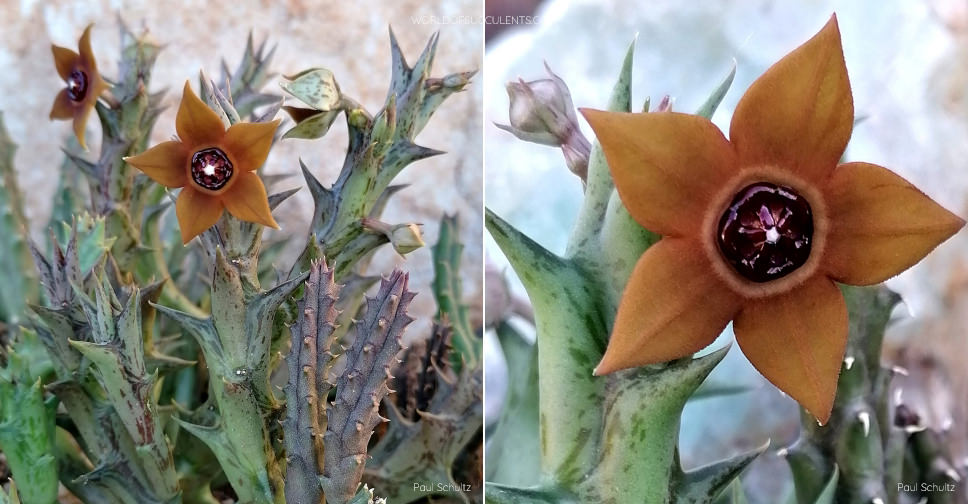 Orbea laticorona - World of Succulents