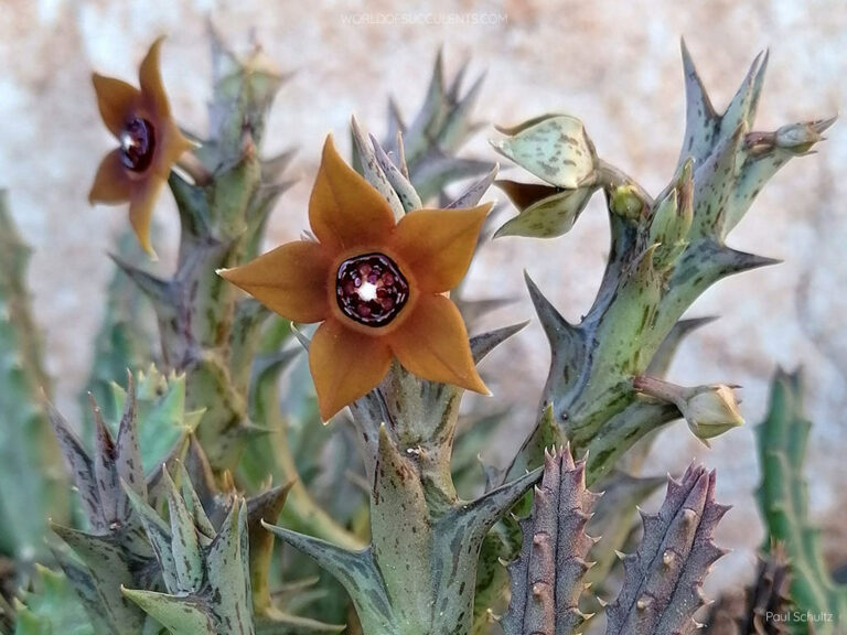 Orbea laticorona - World of Succulents
