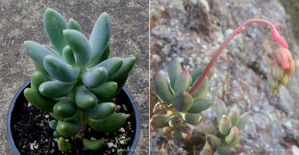 Pachyphytum hookeri - World of Succulents