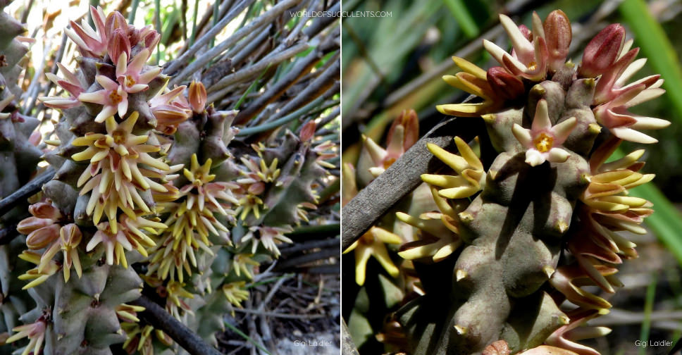 Quaqua incarnata - World of Succulents