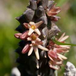 Quaqua incarnata - World of Succulents