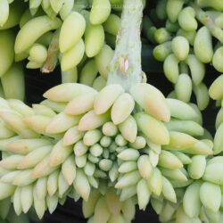 Sedum morganianum 'Cristatum' - World of Succulents