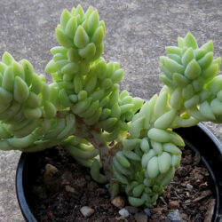 Sedum morganianum 'Cristatum' - World of Succulents