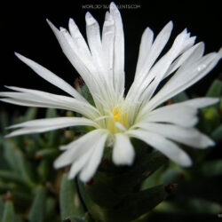 Trichodiadema mirabile (White Vygie) - World of Succulents