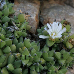 Trichodiadema mirabile (White Vygie) - World of Succulents