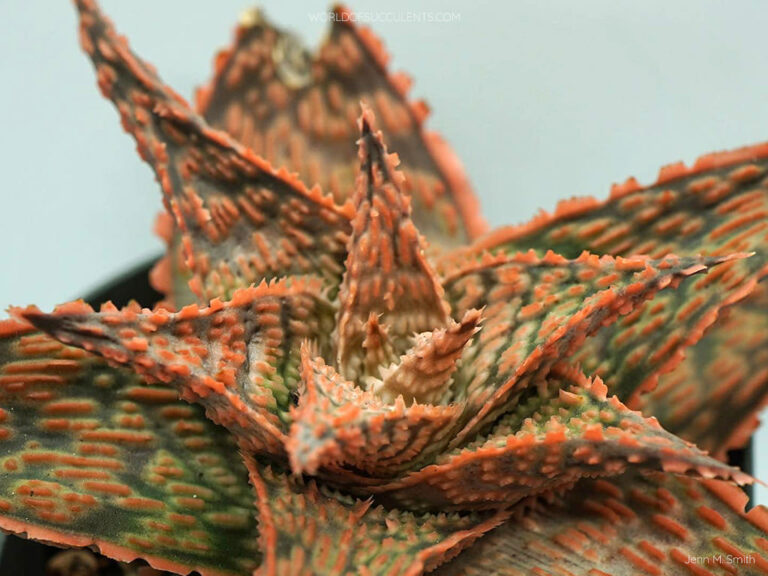 Aloe 'Firecracker' - World of Succulents