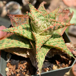 Aloe 'Firecracker' - World of Succulents