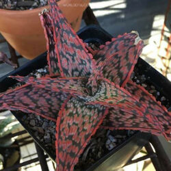 Aloe 'Firecracker' - World of Succulents