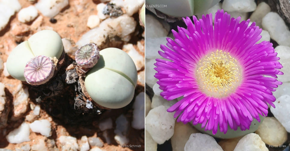 Argyroderma pearsonii - World of Succulents