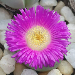 Argyroderma pearsonii - World of Succulents