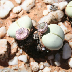 Argyroderma pearsonii - World of Succulents