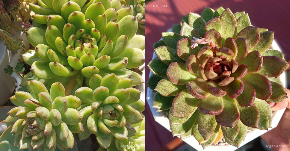 Echeveria 'Blood Maria' - World of Succulents