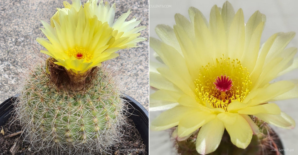 Parodia concinna (Sun Cup) - World of Succulents