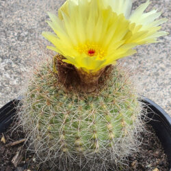 Parodia concinna (Sun Cup) - World of Succulents