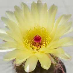 Parodia concinna (Sun Cup) - World of Succulents