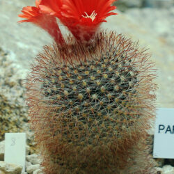 Parodia microsperma - World of Succulents