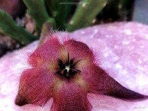 Stapelia asterias - World of Succulents