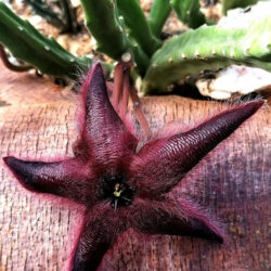 Stapelia asterias - World of Succulents