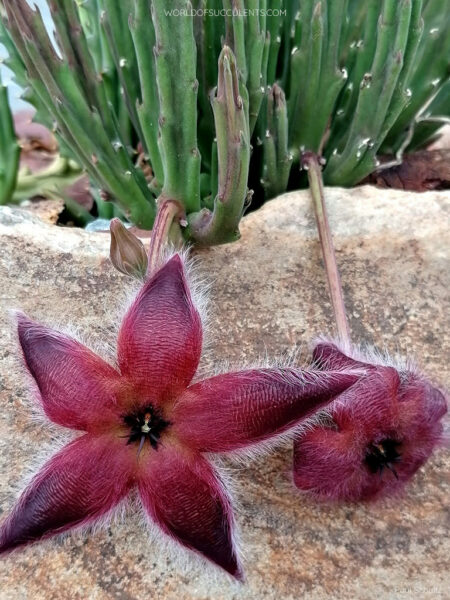 Stapelia asterias - World of Succulents