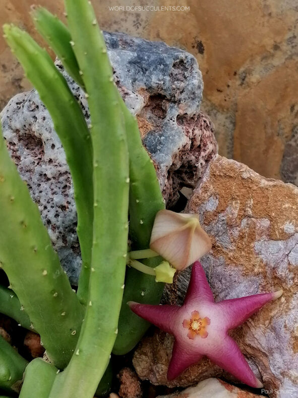 Stapelia divaricata - World of Succulents
