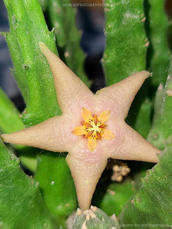 Stapelia divaricata - World of Succulents