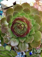 Aeonium 'Madeira Rose' - World of Succulents