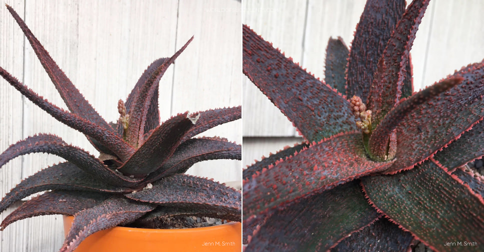 Aloe 'Lavender Star II' - World of Succulents