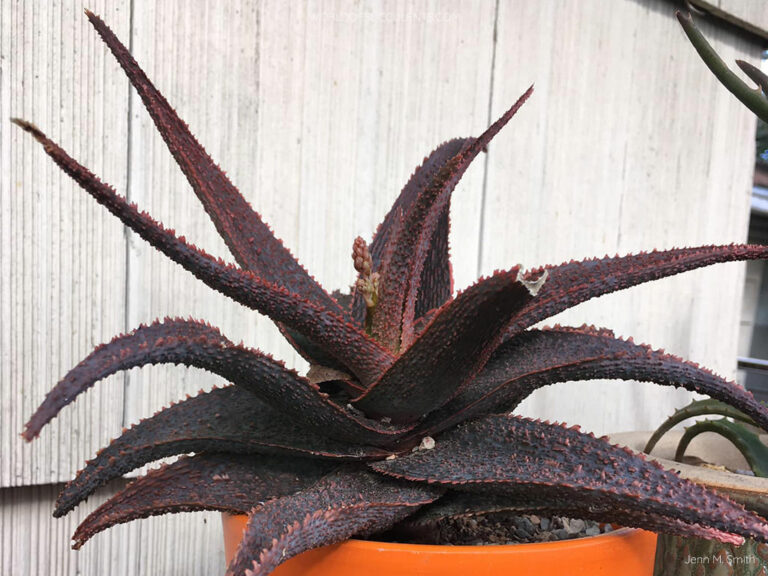 Aloe 'Lavender Star II' - World of Succulents