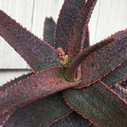 Aloe 'Lavender Star II' - World of Succulents