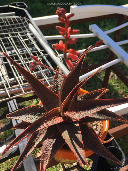Aloe 'Lavender Star II' - World of Succulents