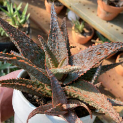 Aloe 'Lavender Star II' - World of Succulents