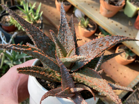 Aloe 'Lavender Star II' - World of Succulents
