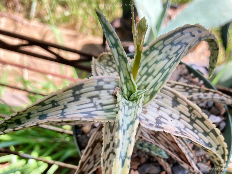 Aloe 'Silver Star' - World of Succulents