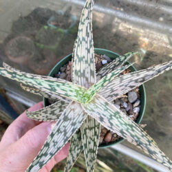 Aloe 'Silver Star' - World of Succulents
