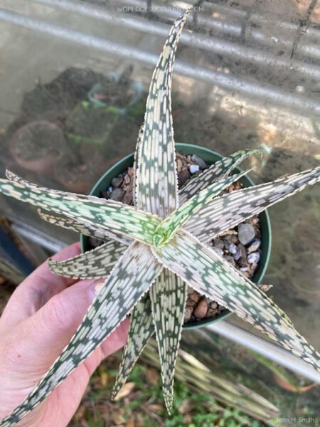 Aloe 'Silver Star' - World of Succulents