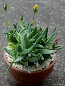 Cheiridopsis imitans - World of Succulents