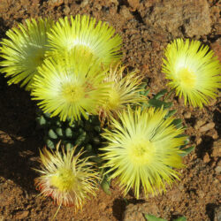 Cheiridopsis imitans - World of Succulents