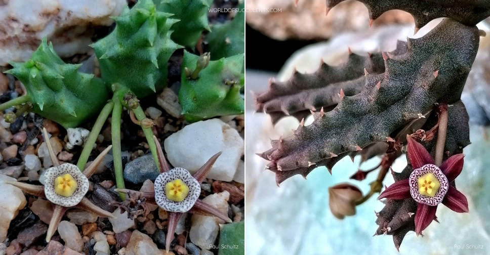 Duvalia maculata - World of Succulents