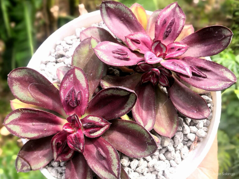 Echeveria nodulosa 'Maruba Benitsukasa' - World of Succulents