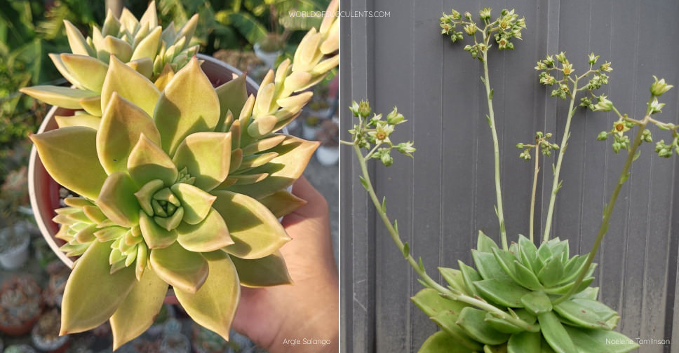 ×Graptoveria 'Citrina' - World of Succulents